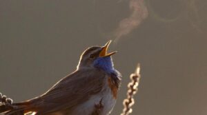 Program | Bethlehem Centre