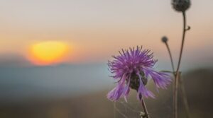 Program | Bethlehem Centre